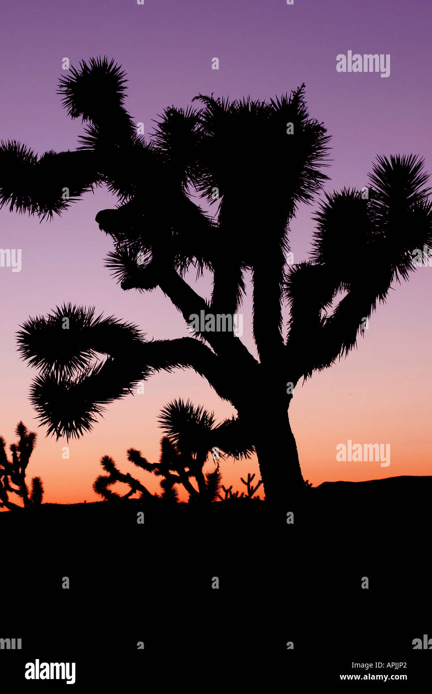 Visit joshua tree hi-res stock photography and images - Alamy