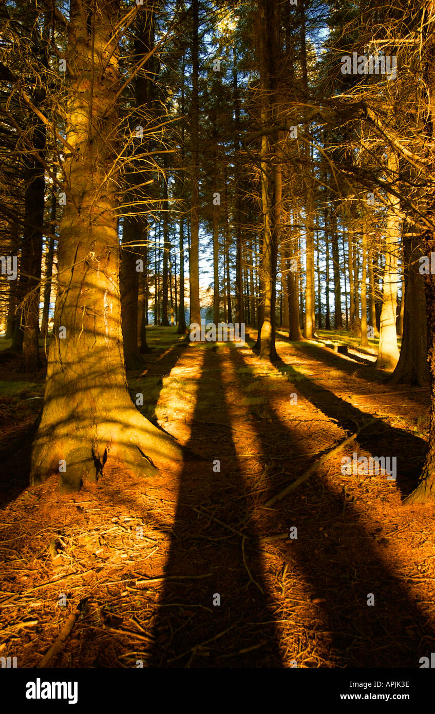 Long shadows on a forest floor Stock Photo - Alamy