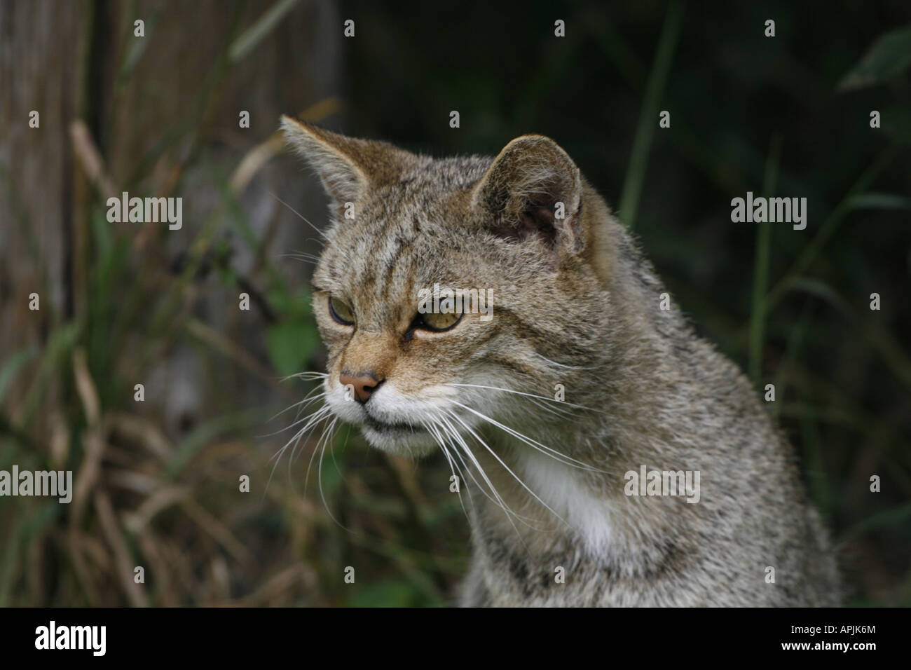 Scottish Wild Cat head Stock Photo - Alamy