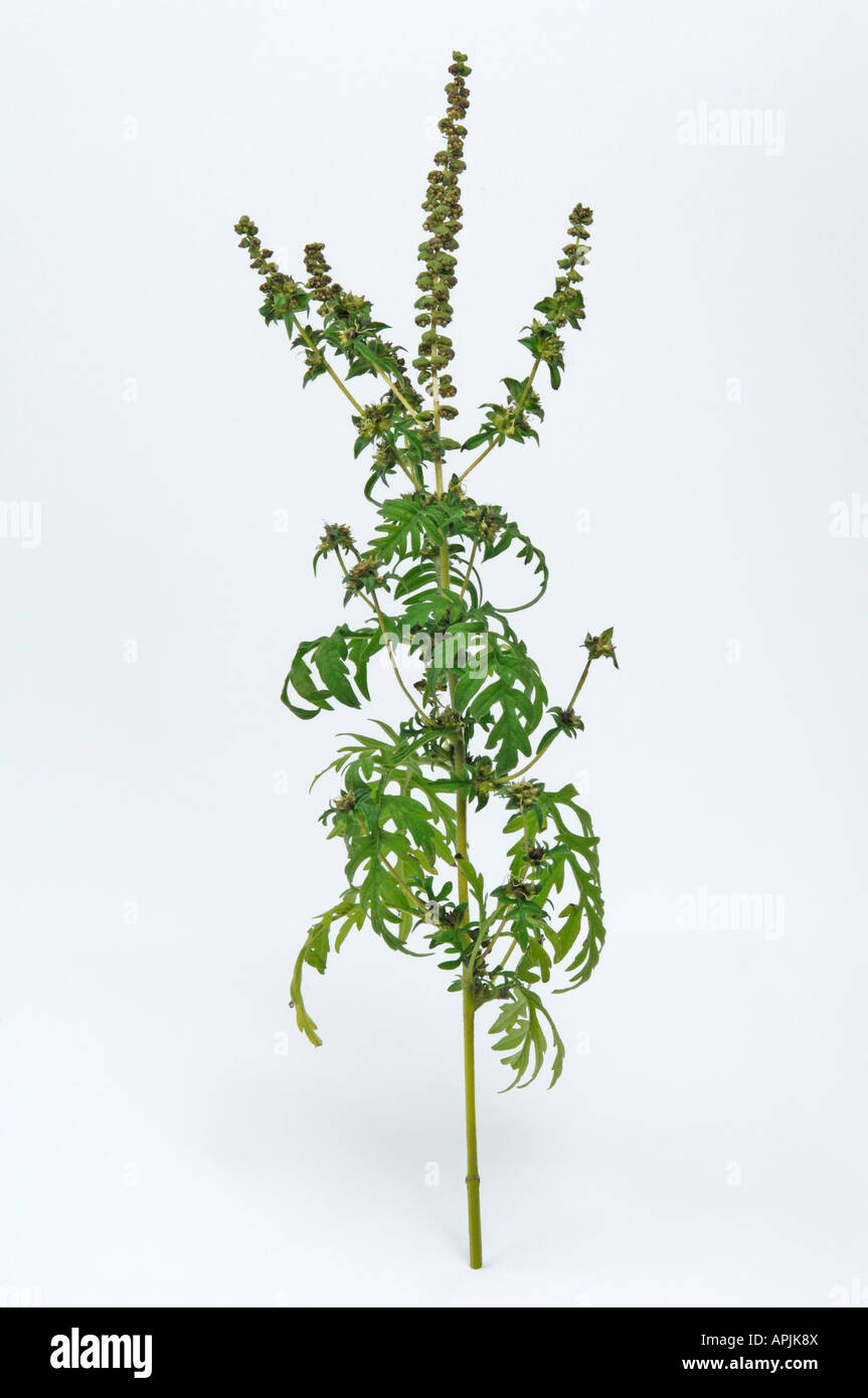 Annual Ragweed, Common Ragweed (Ambrosia artemisiifolia), flowering ...