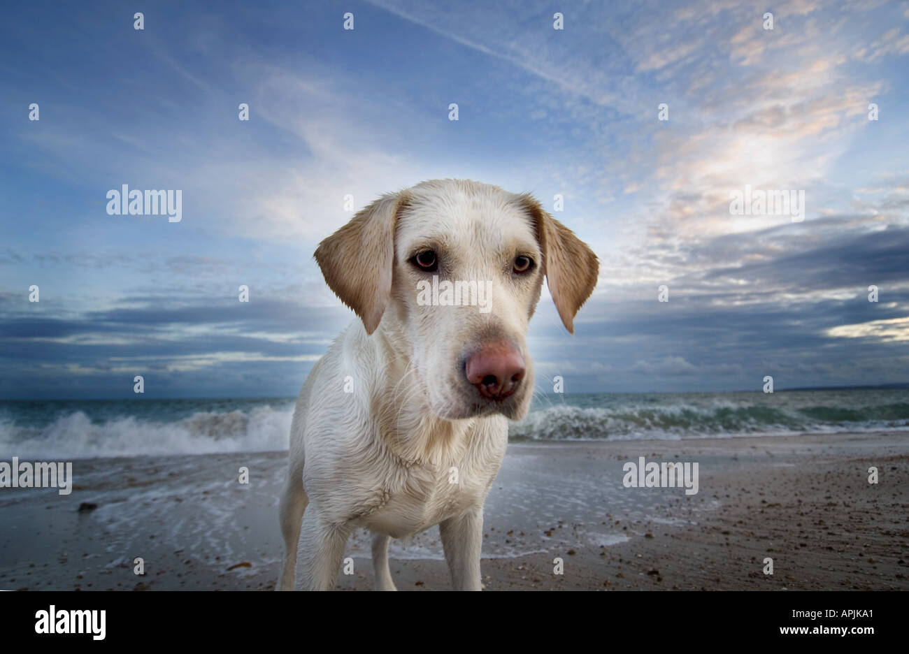 golden labrador dog on a beach Stock Photo - Alamy