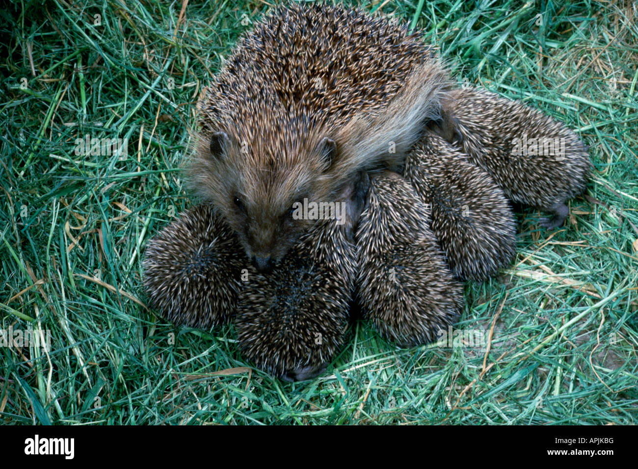herisson d europe European Hedgehog Western Hedgehog Erinaceus ...