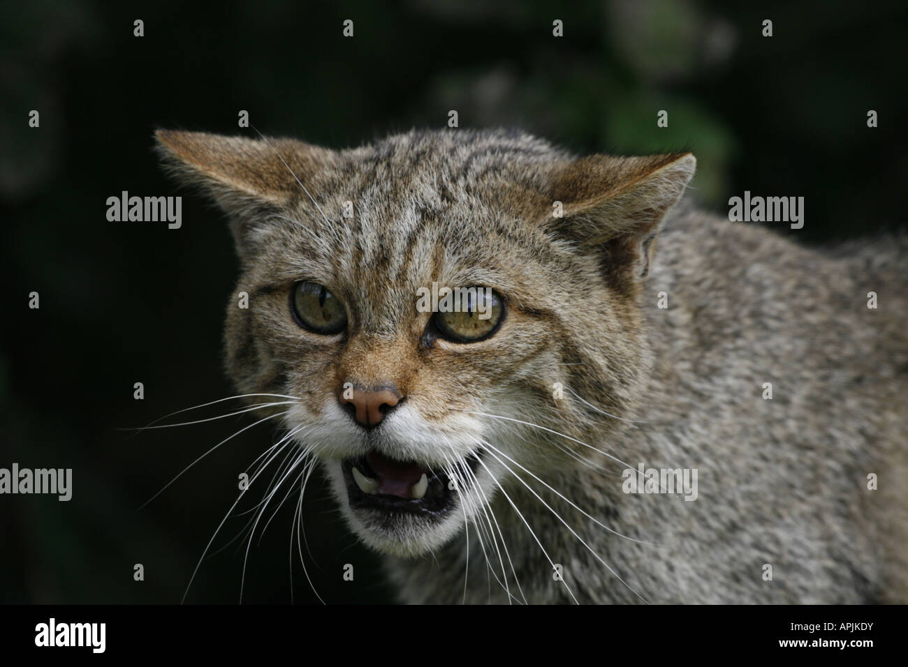 Wild cat hi-res stock photography and images - Alamy