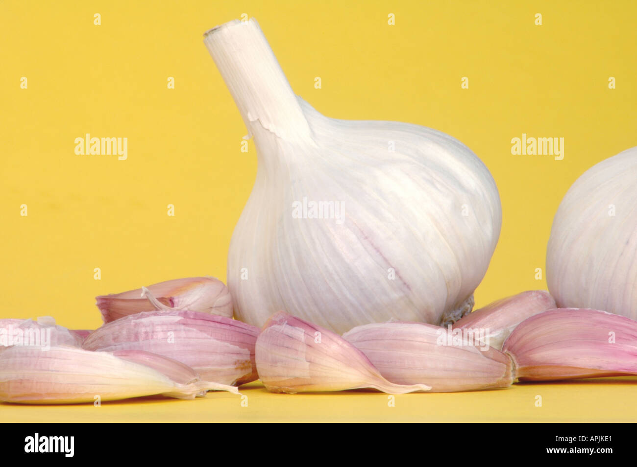 An image of a garlic bulb on a yellow background with cloves Stock ...
