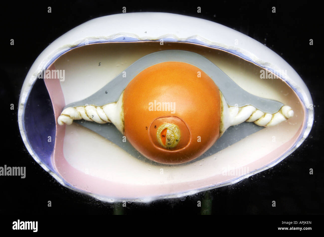 chicken egg model science scientific birth life growth development ...
