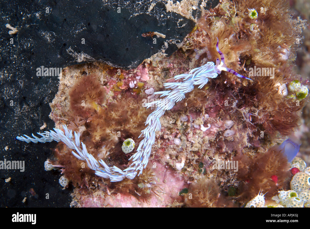 Pteraeolidia ianthina Serpent Pteraeolidia Furundi Islands Misool ...