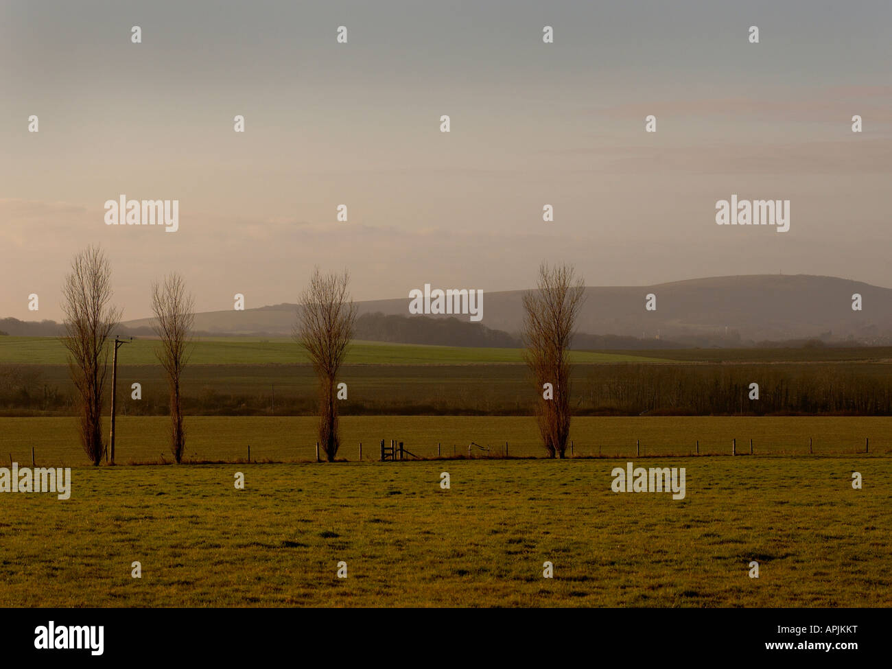Poplar trees in a field early morning Stock Photo - Alamy