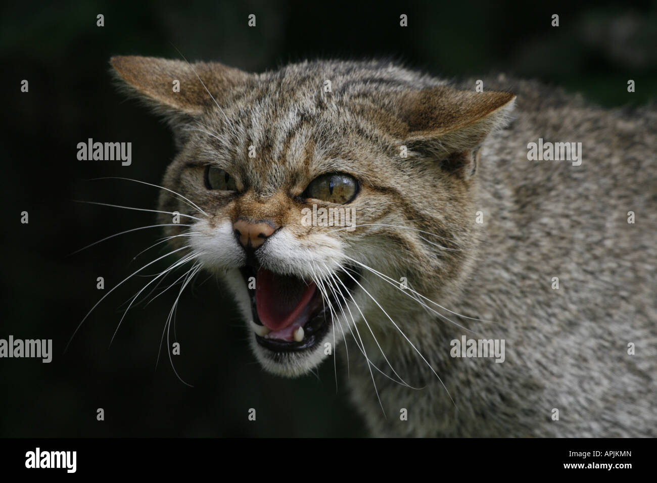 Scottish wild cat hi-res stock photography and images - Alamy