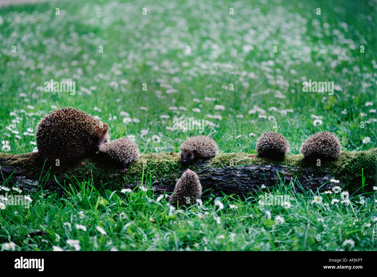 herisson d europe European Hedgehog Western Hedgehog Erinaceus ...