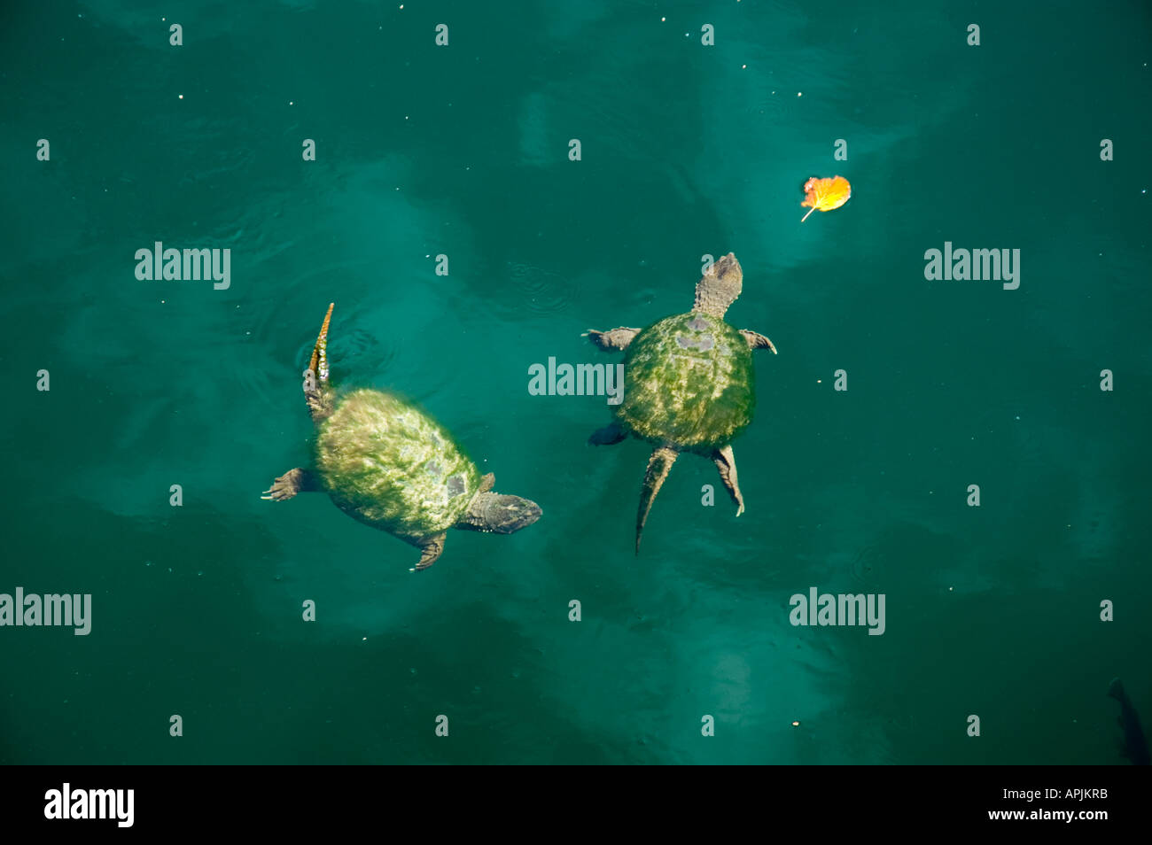 Two swimming snapping turtles Stock Photo - Alamy