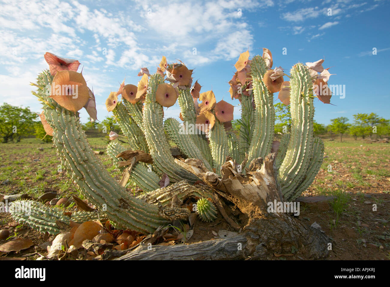 Hoodia gordonii hi-res stock photography and images - Alamy