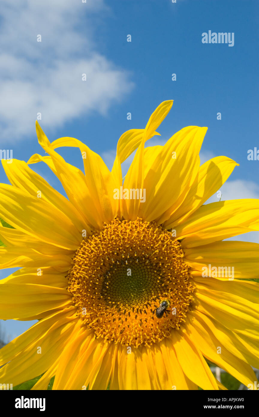 Sunflower seeds corolla hi-res stock photography and images - Alamy
