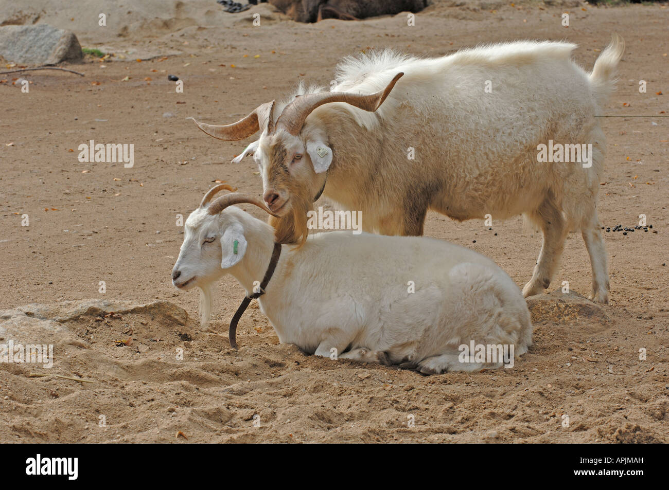 Cashmere goat capra hircus hi-res stock photography and images - Alamy