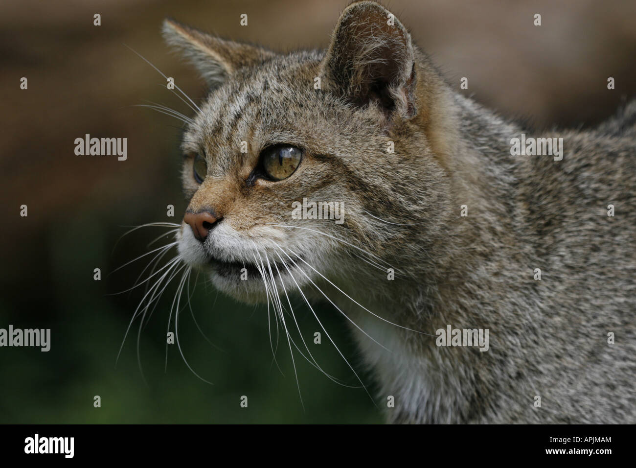 Scottish Wild Cat head Stock Photo - Alamy