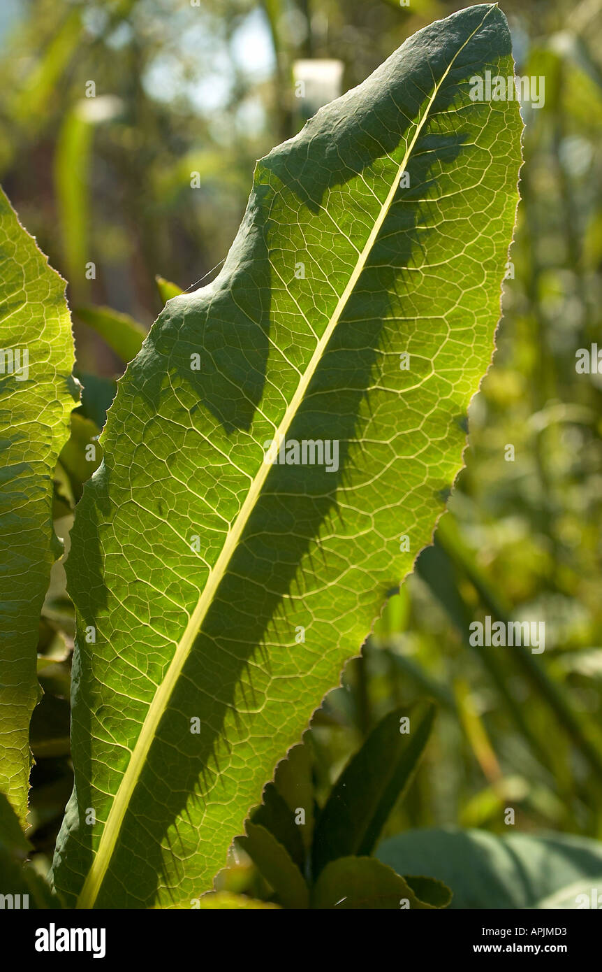 Serrated shadow on leaf Stock Photo - Alamy