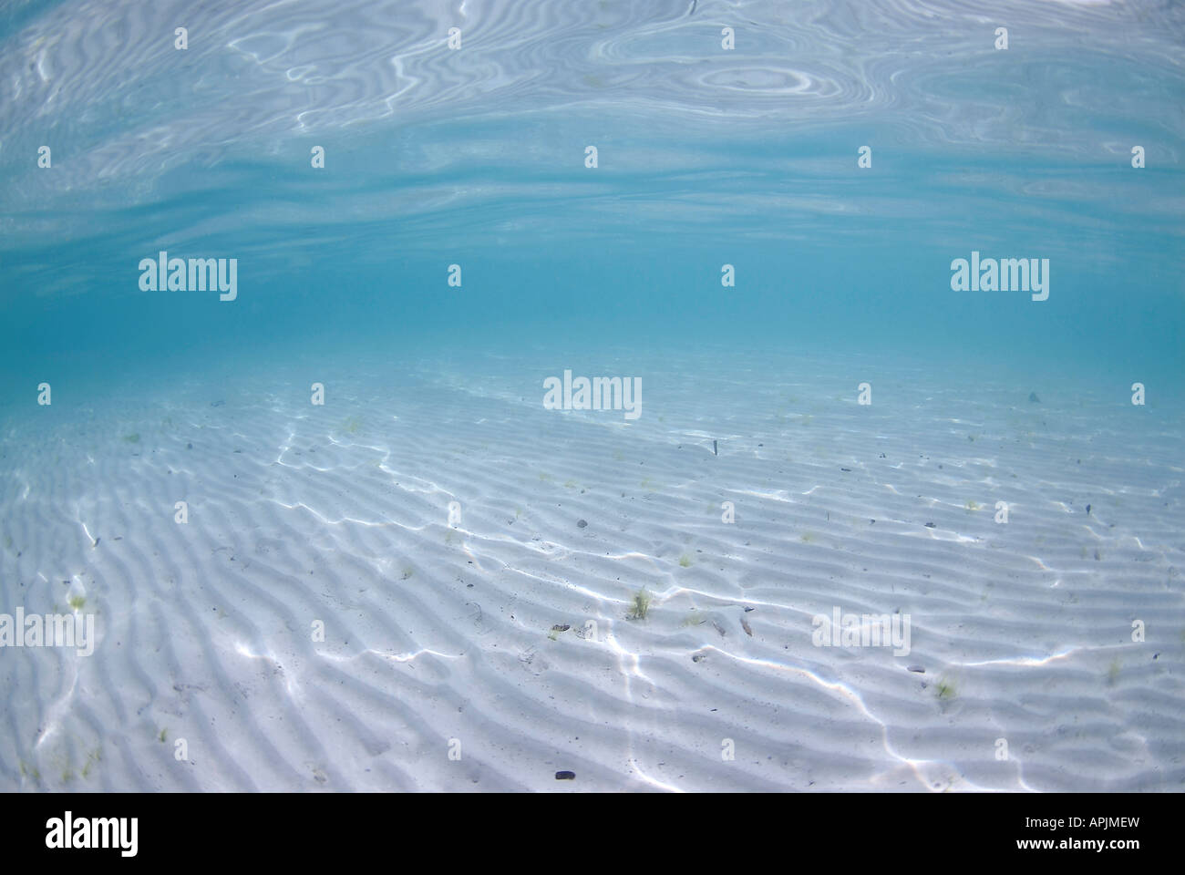 Underwater view of clean white sand ripples and bue water Indonesia ...