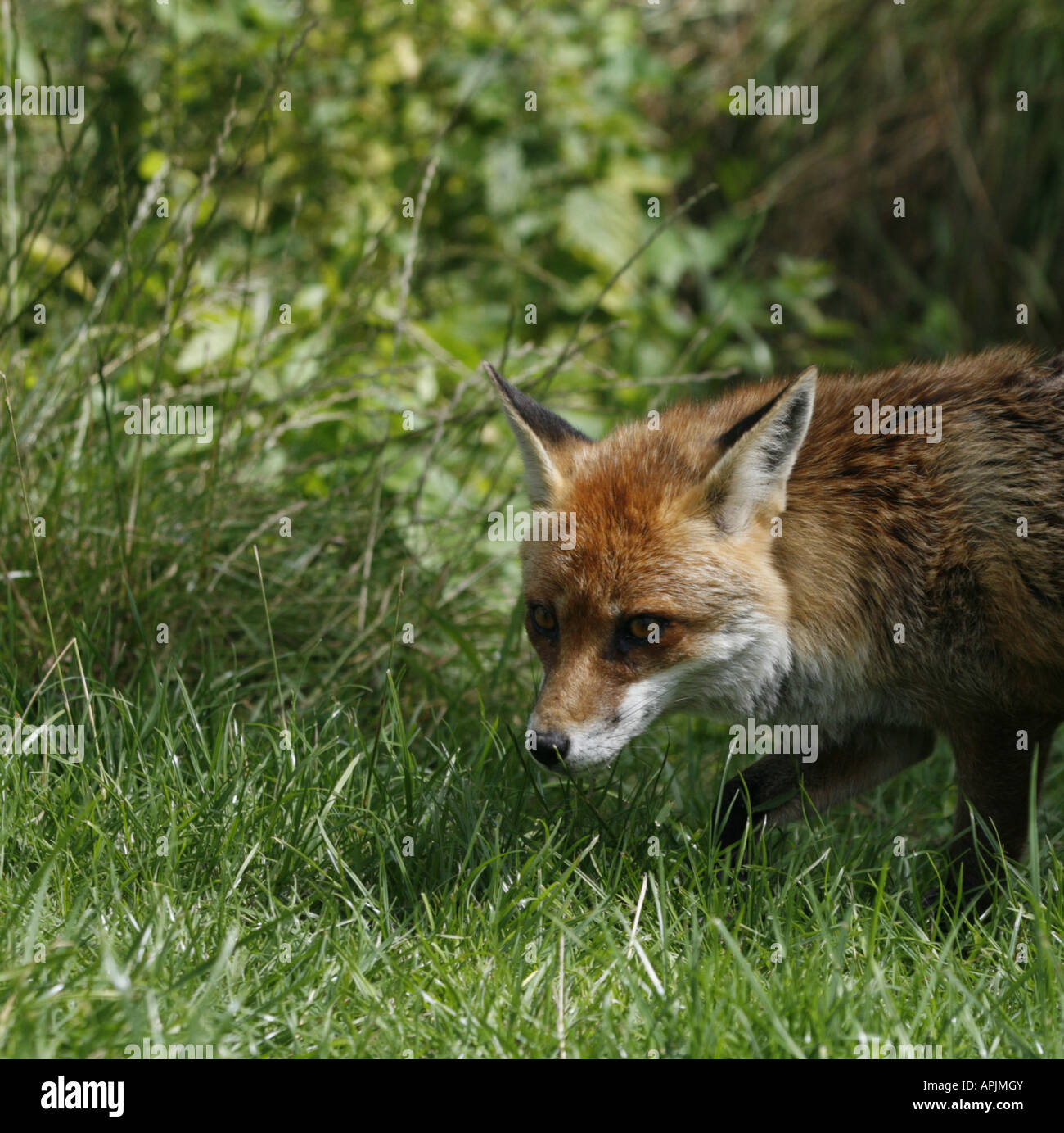 Red Fox Head Stock Photo - Alamy