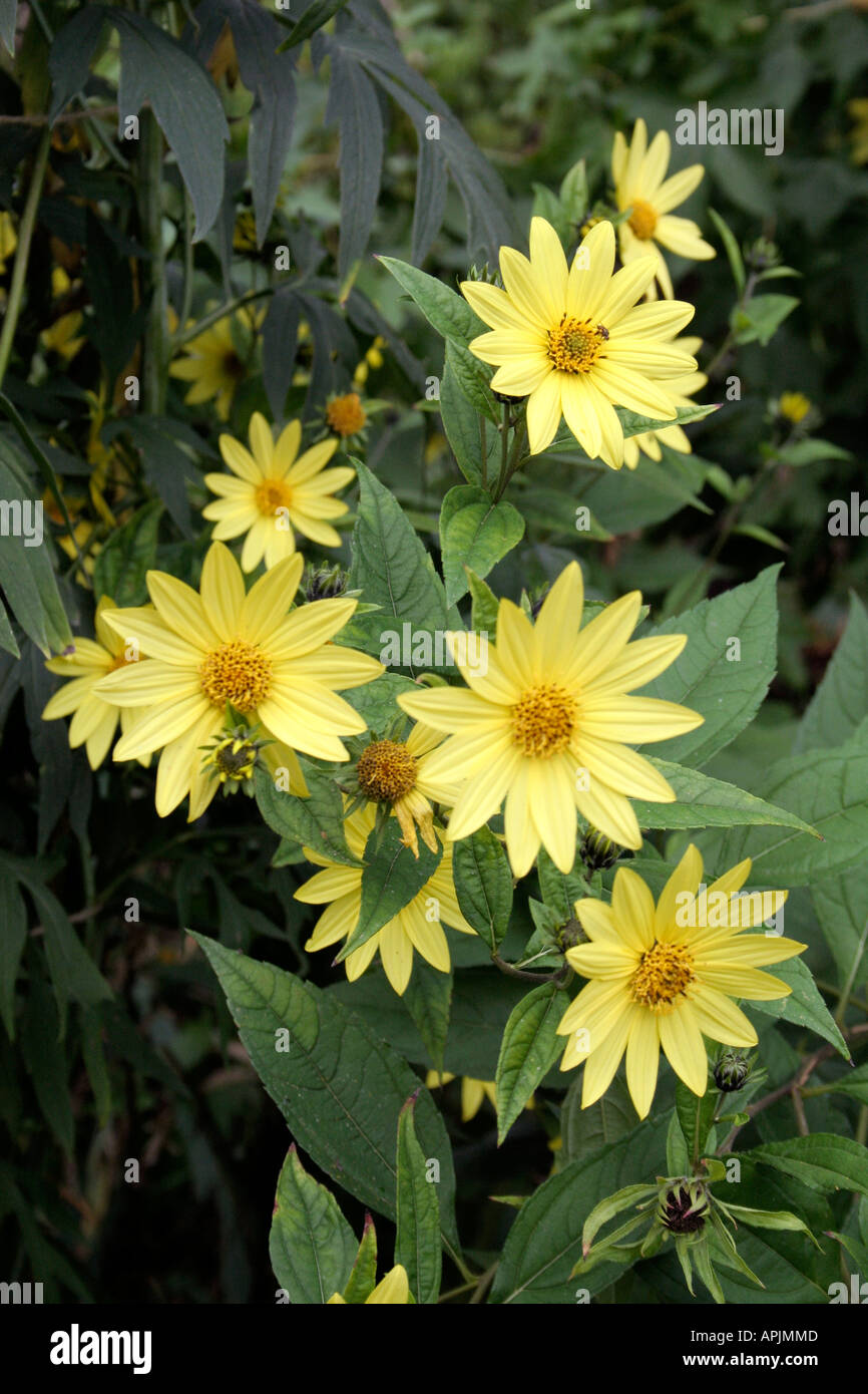 Helianthus Lemon Queen Stock Photo - Alamy