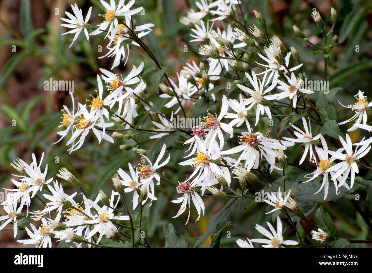 Aster divaricatus produces masses of white starry flowers in summer and ...