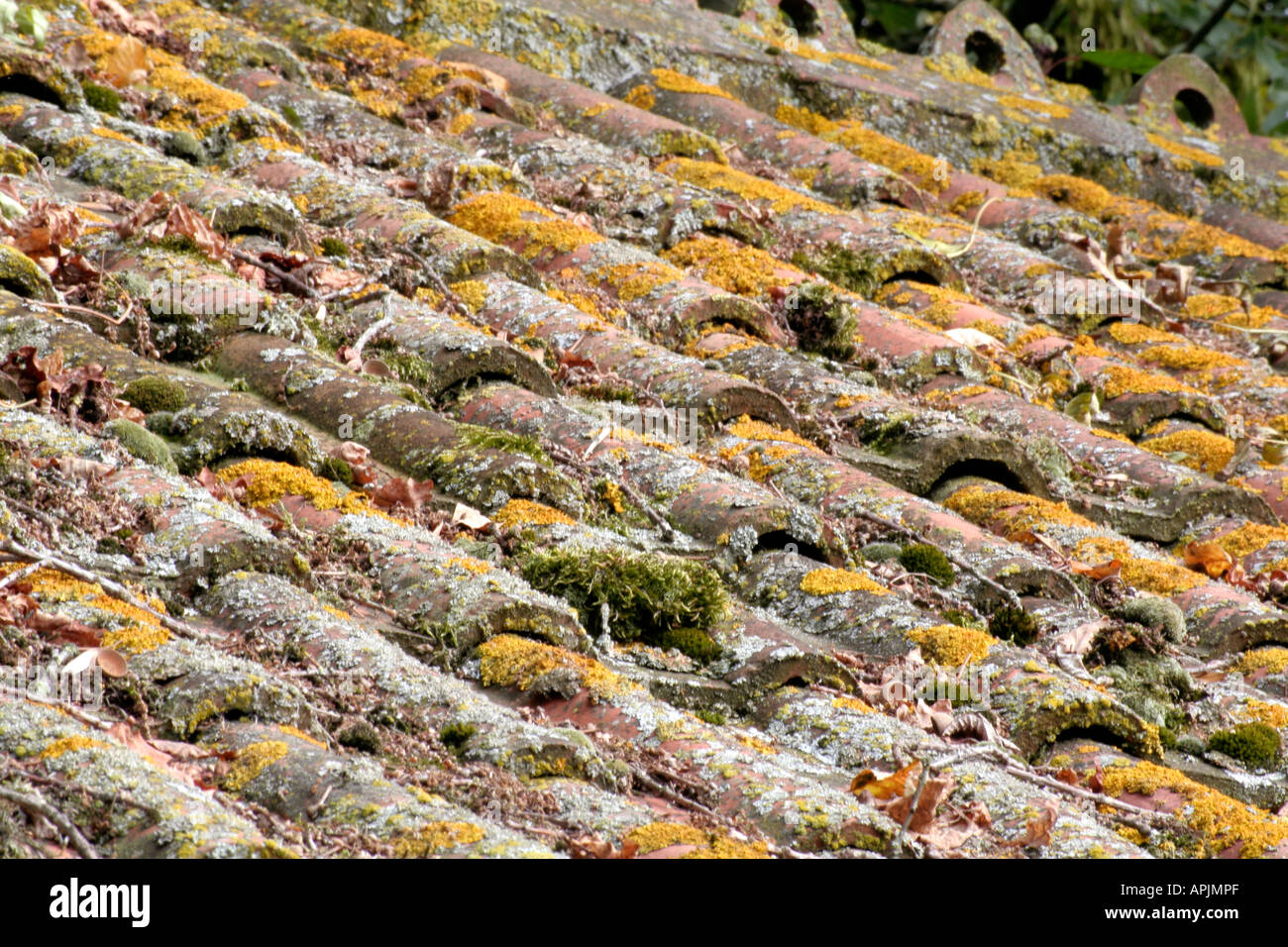 Lichen encrusted double roman clay tile roof in Devon Stock Photo - Alamy