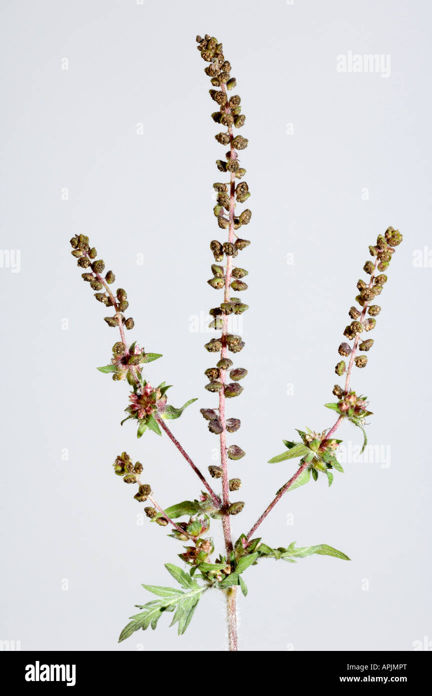 Annual Ragweed, Common Ragweed (Ambrosia artemisiifolia), flowering ...