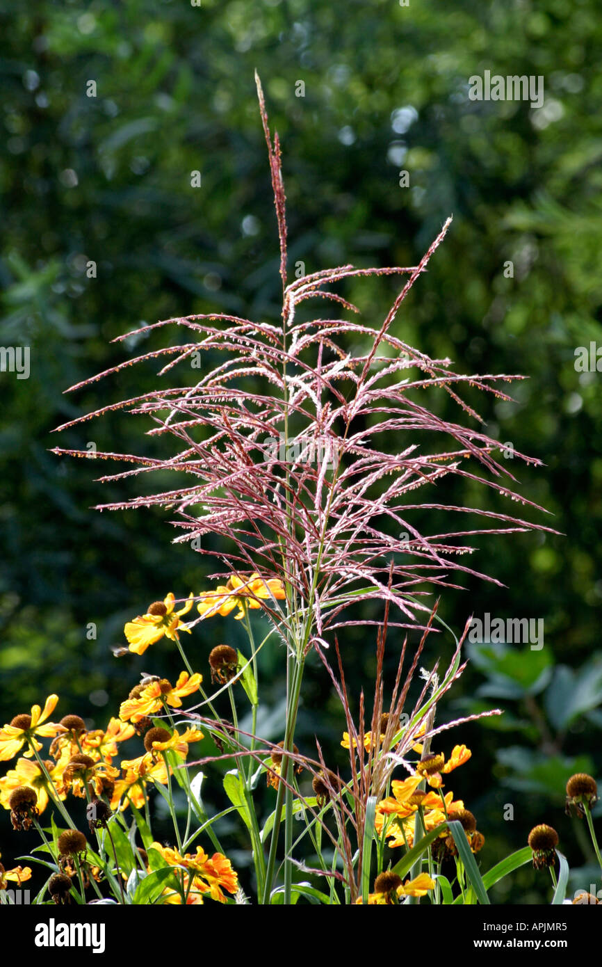 Miscanthus sinensis Rotsilber with heleniums in late summer Stock Photo ...