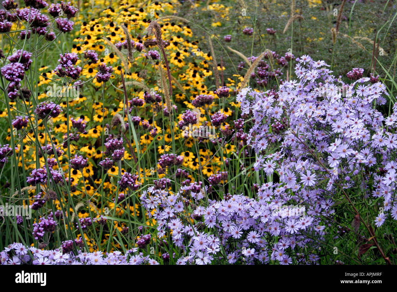 Aster Little Carlow Rudbeckia triloba and Verbena bonariensis in a ...