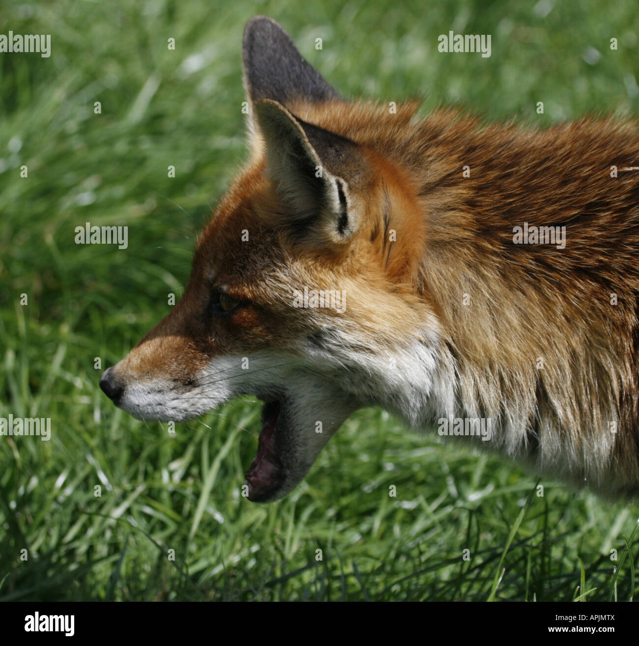 Red fox head hi-res stock photography and images - Alamy