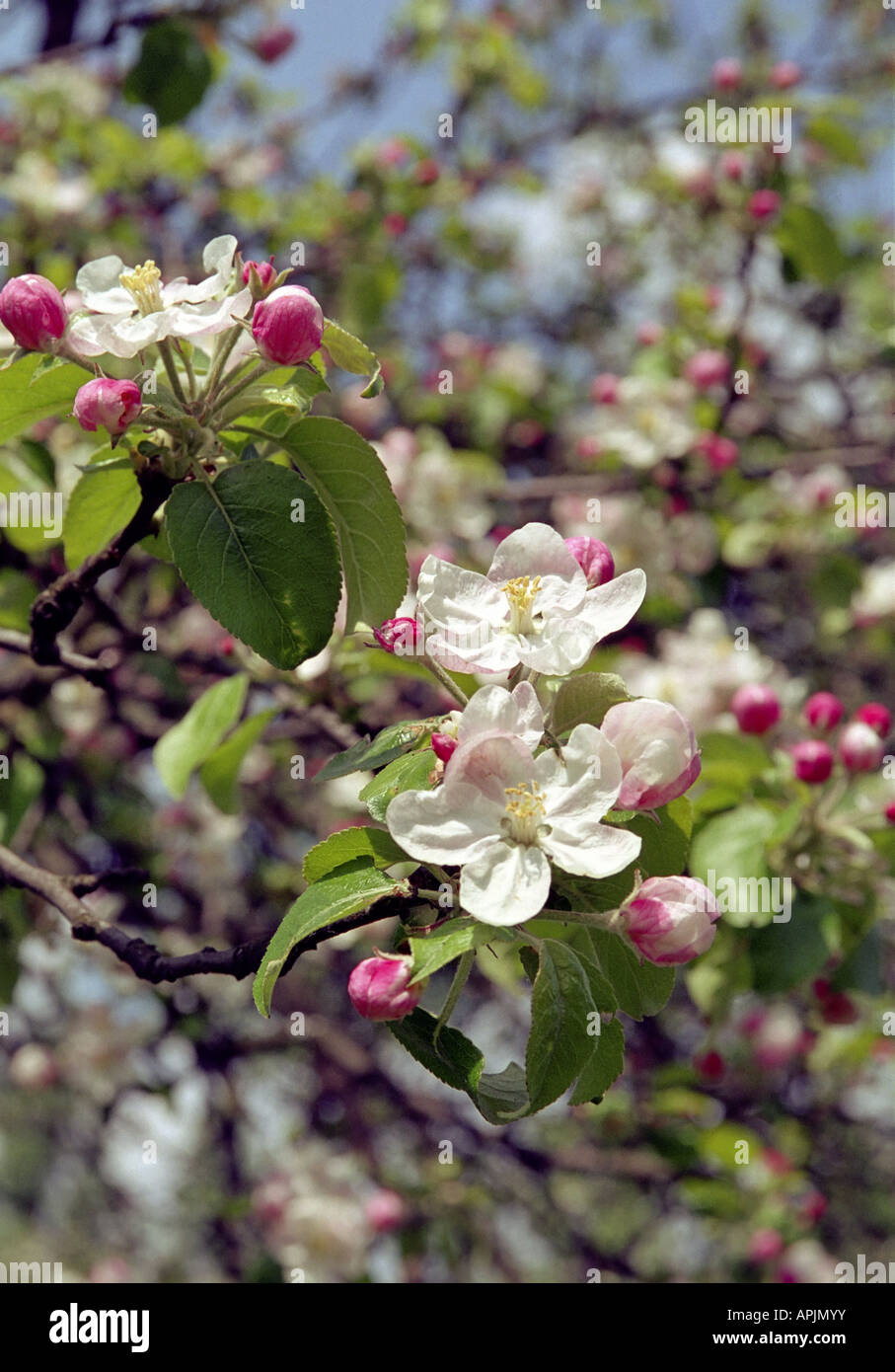 flowering apple tree Stock Photo - Alamy