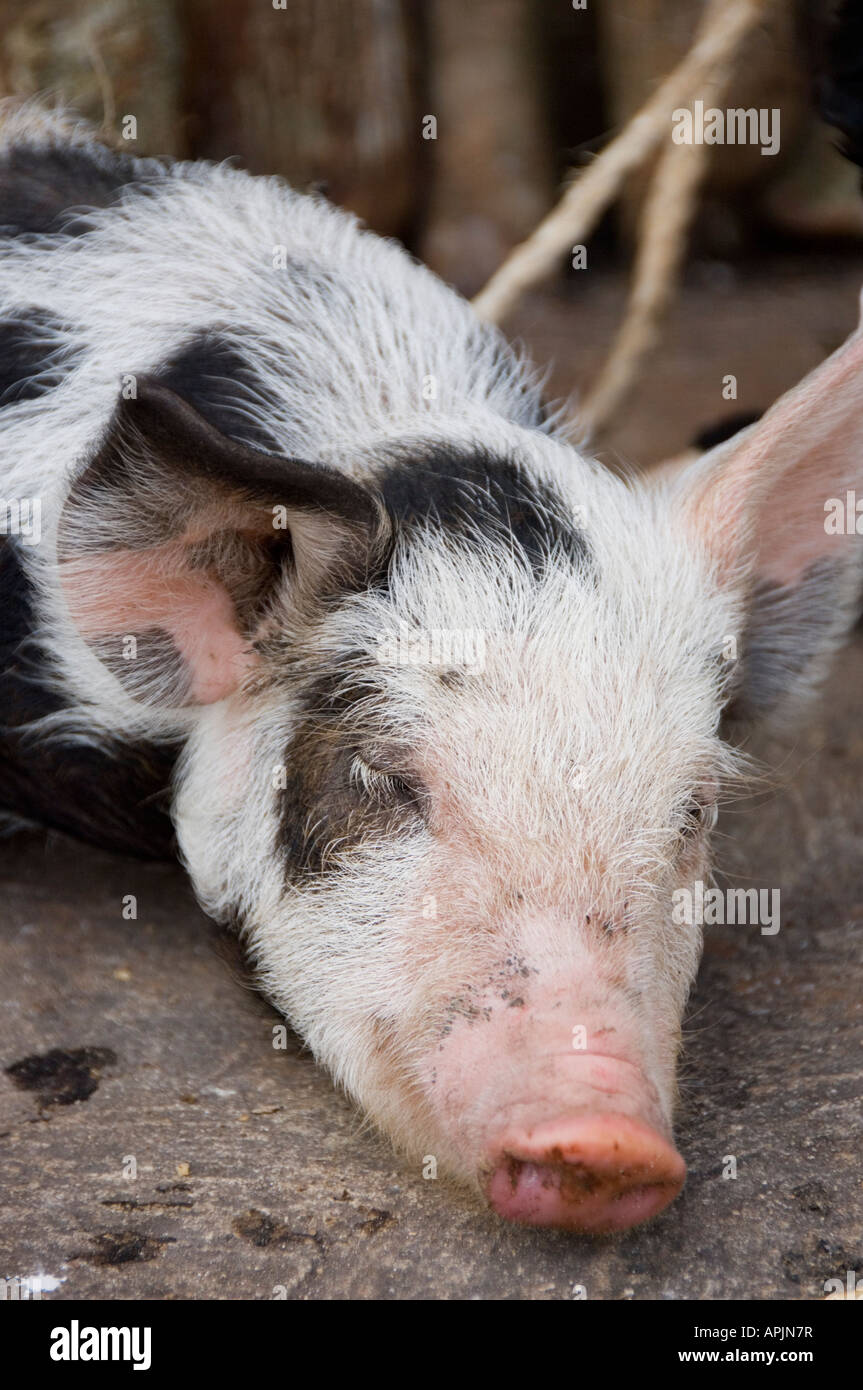 Pig tied with rope hi-res stock photography and images - Alamy