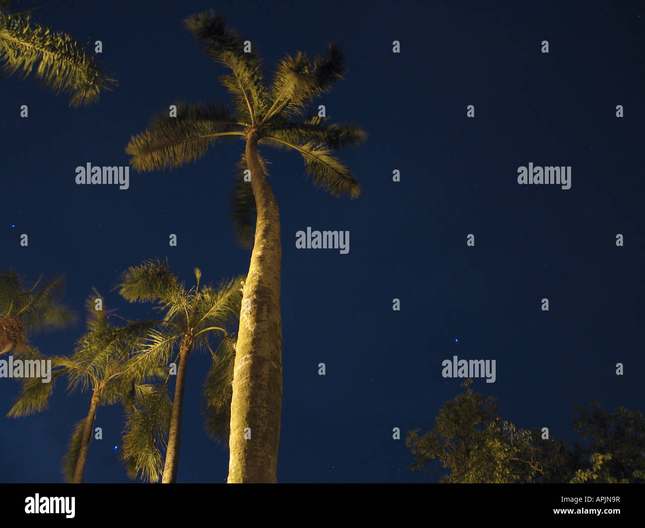 night palm tree Stock Photo - Alamy