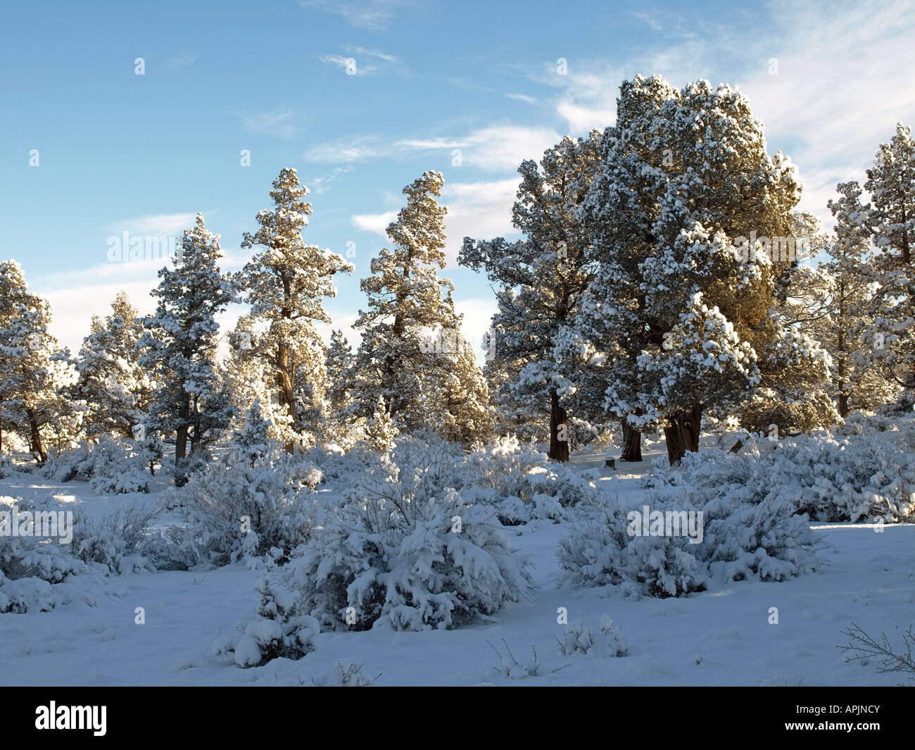 Pinon juniper hi-res stock photography and images - Alamy