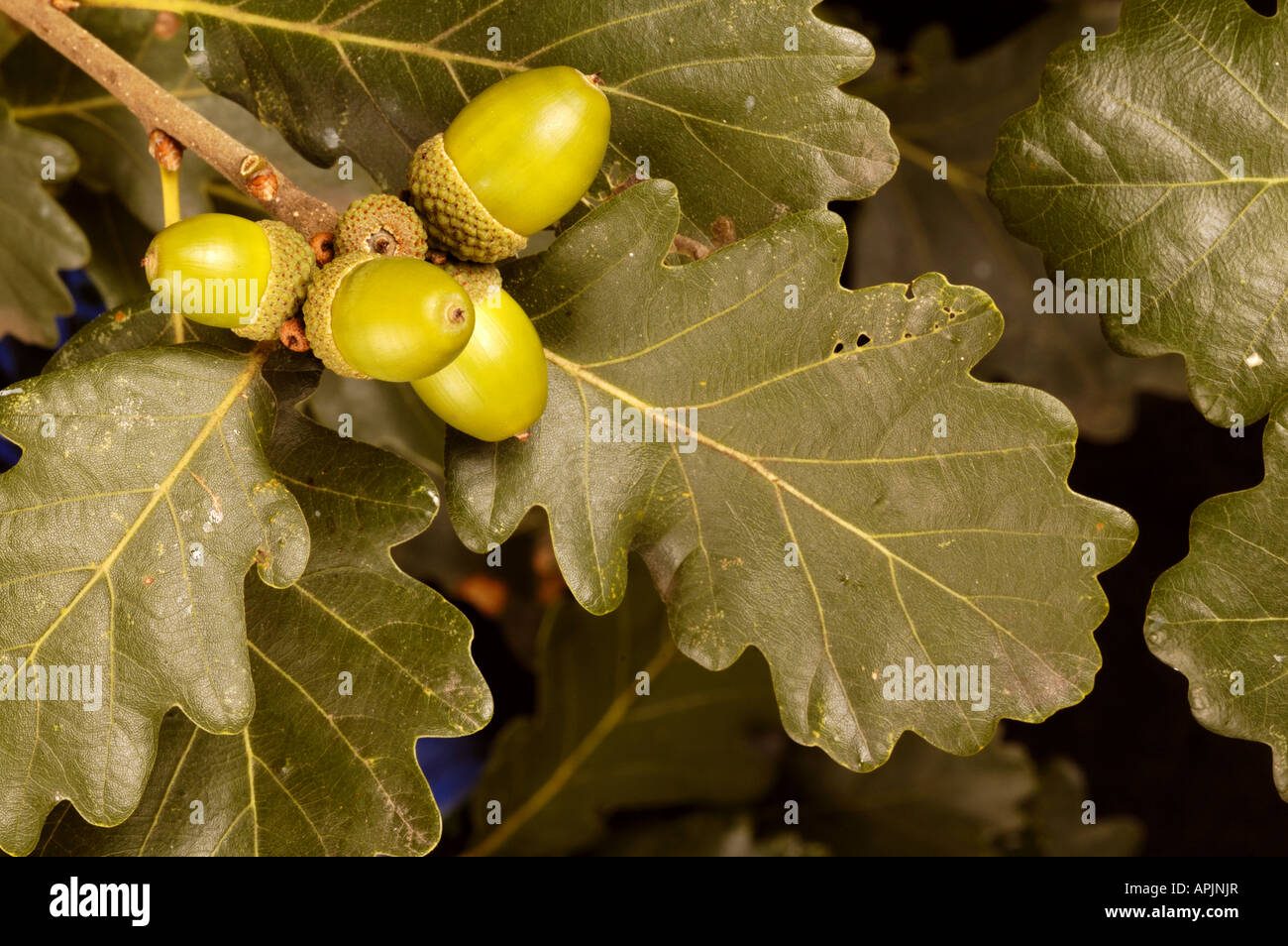 Acorn macro hi-res stock photography and images - Alamy