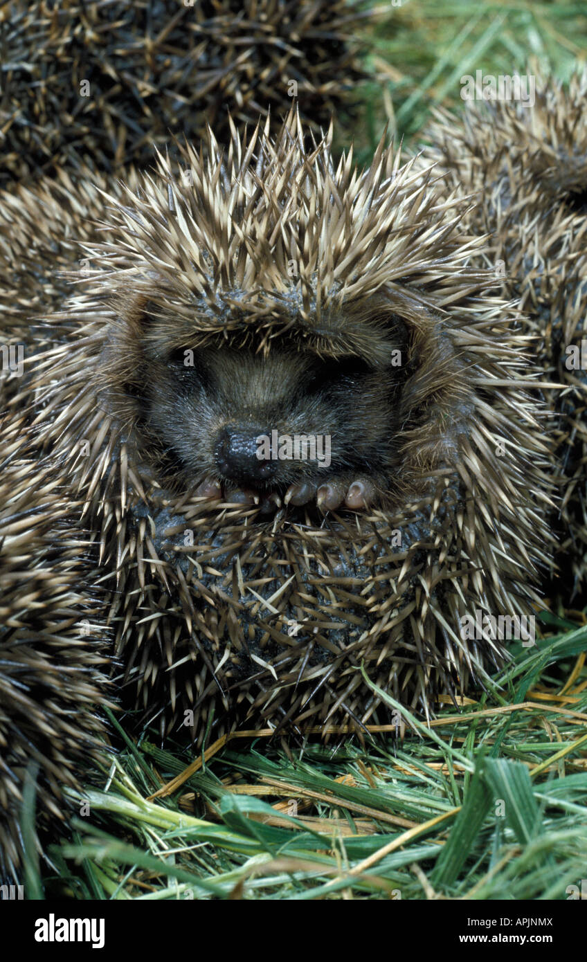 herisson d europe European Hedgehog Western Hedgehog Erinaceus ...