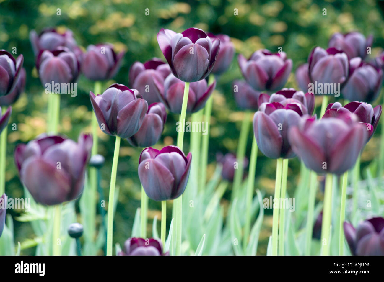 tall purple tulips in a garden in may Stock Photo - Alamy