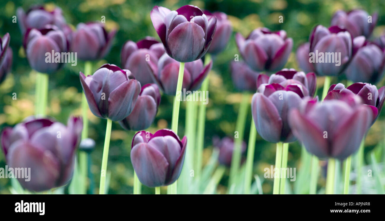 tall purple tulips in a garden in may Stock Photo - Alamy