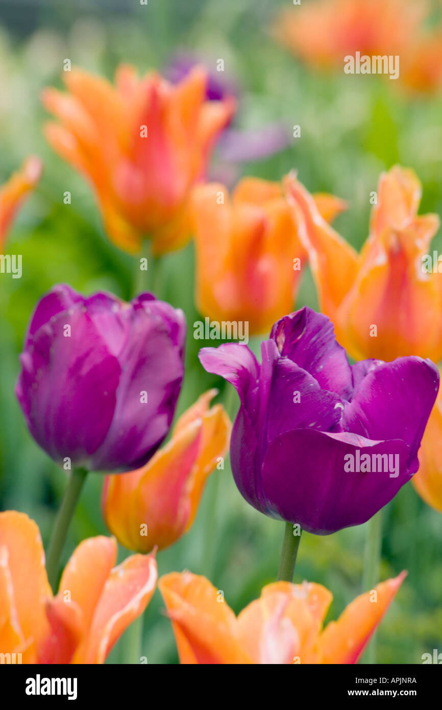 Tulips in may hi-res stock photography and images - Alamy