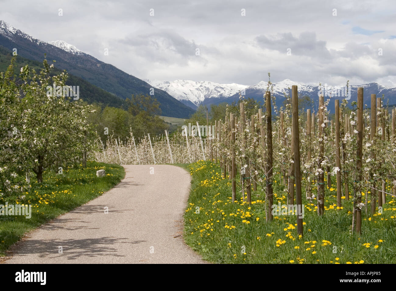 Apple orchards val Venosta Italy, one of the biggest growing regions in ...