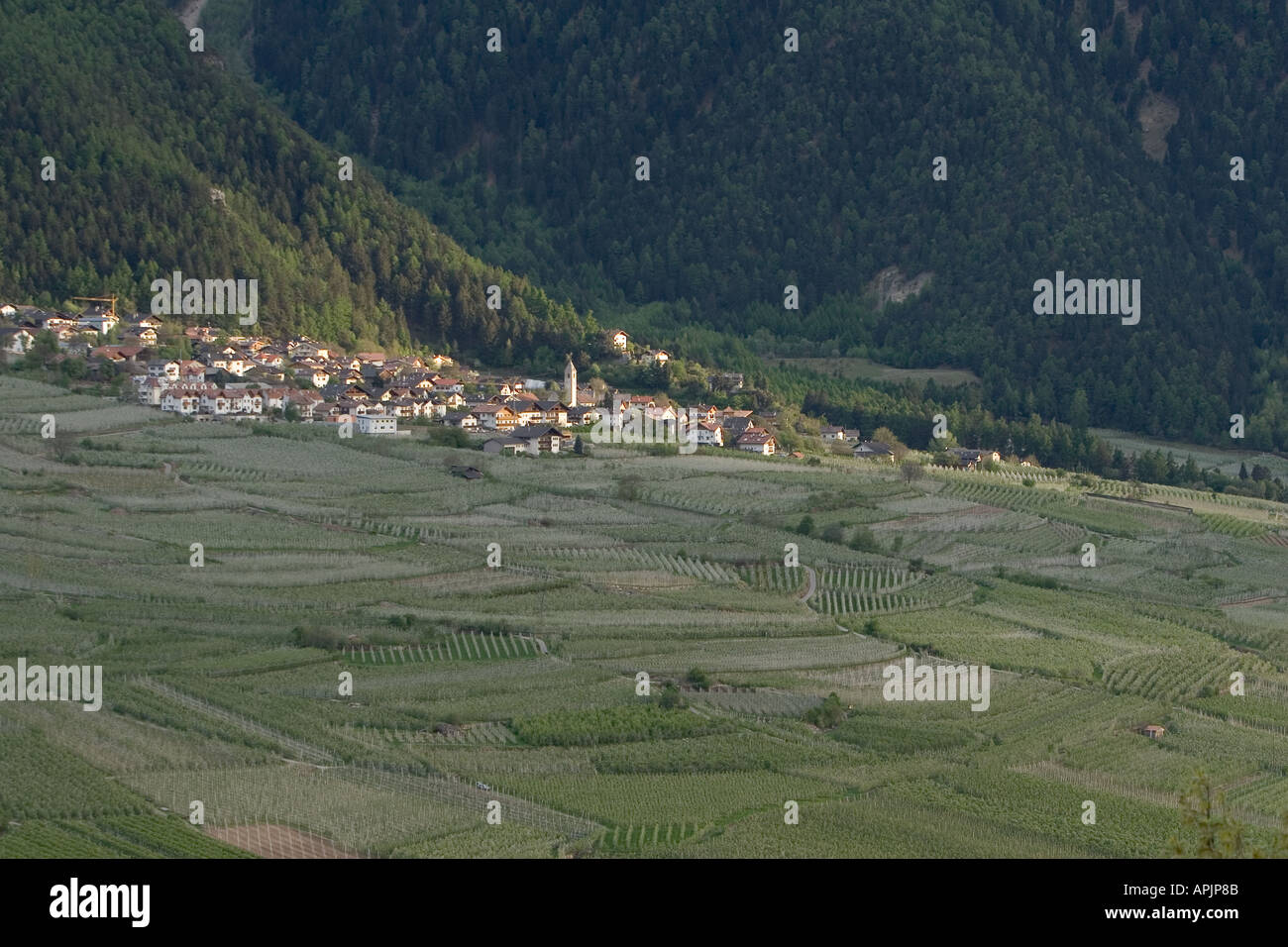 Apple orchards Val Venosta Italy, one of the biggest growing regions in ...