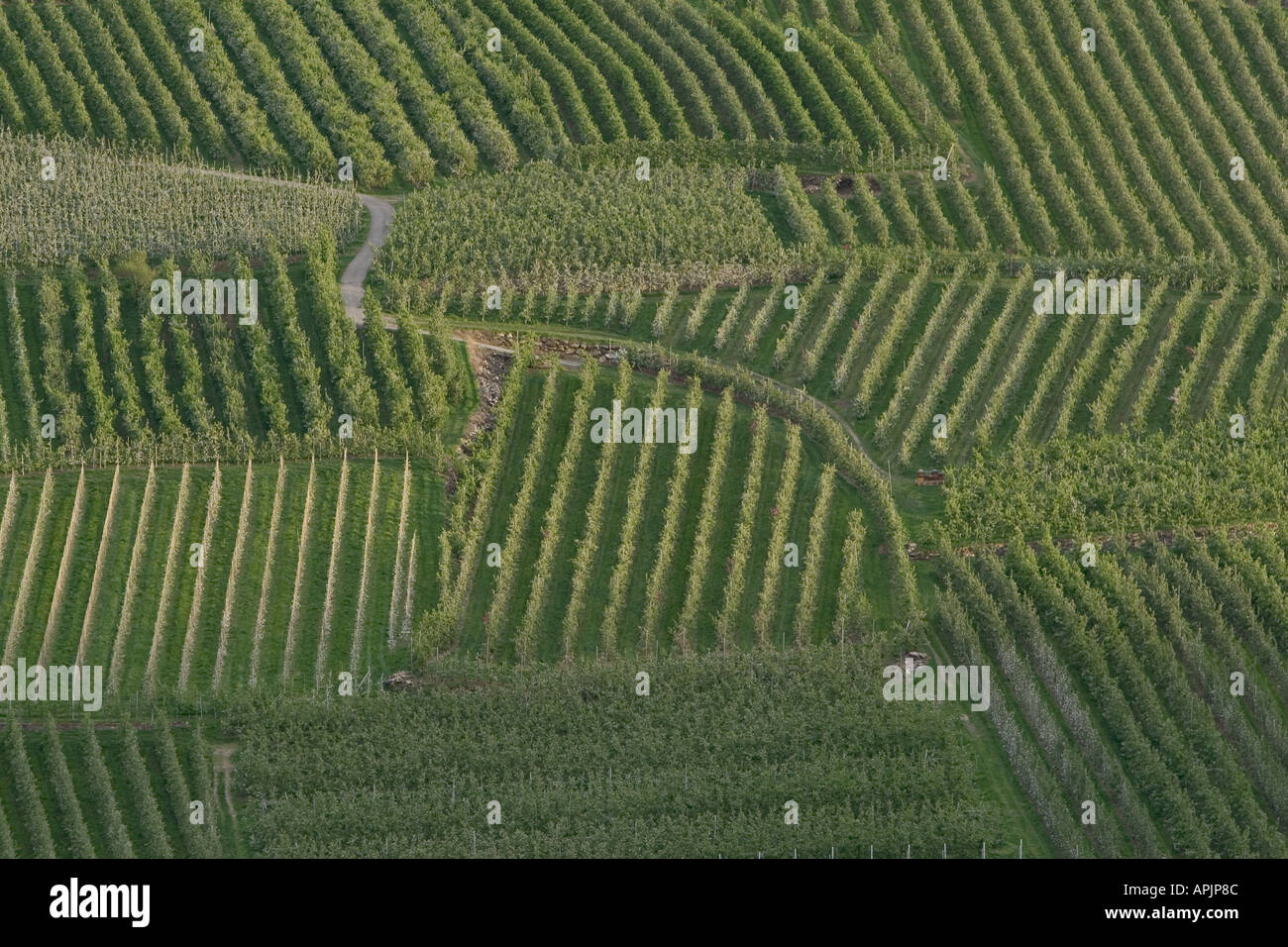 Venosta valley orchards hi-res stock photography and images - Alamy