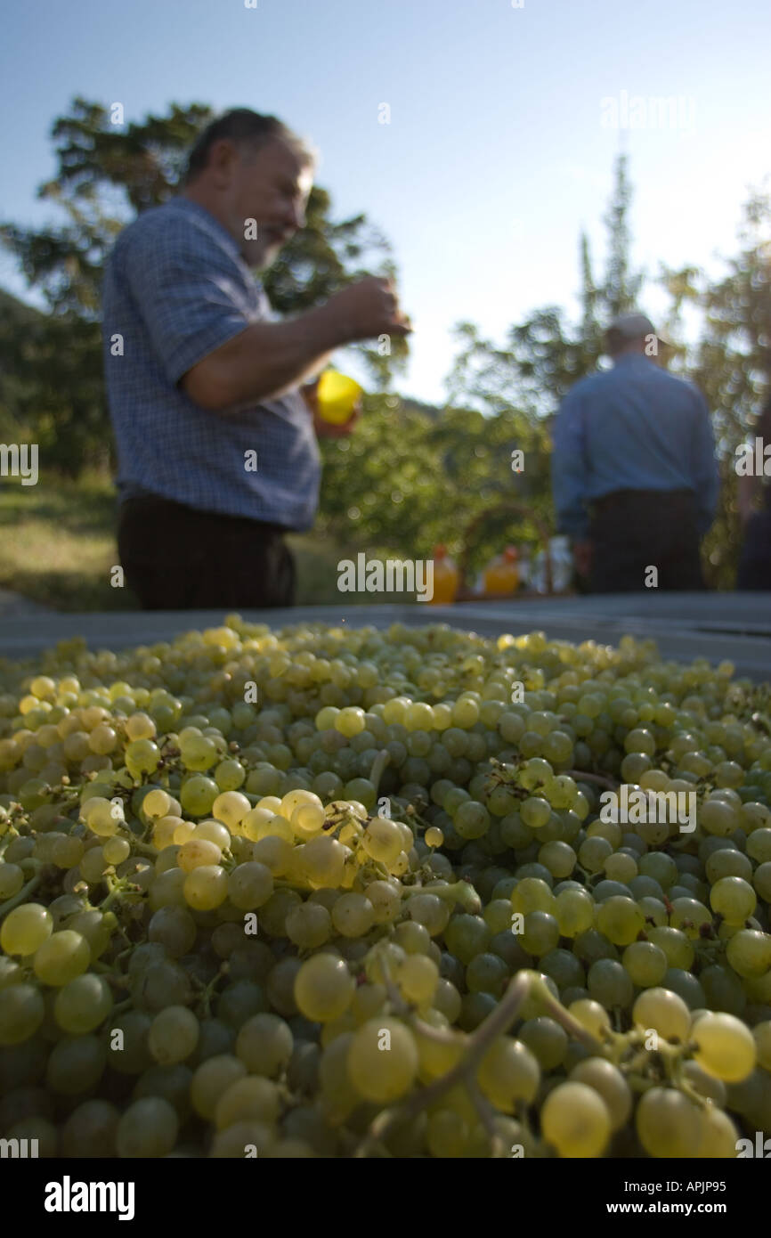 Sampling grapes hi-res stock photography and images - Alamy