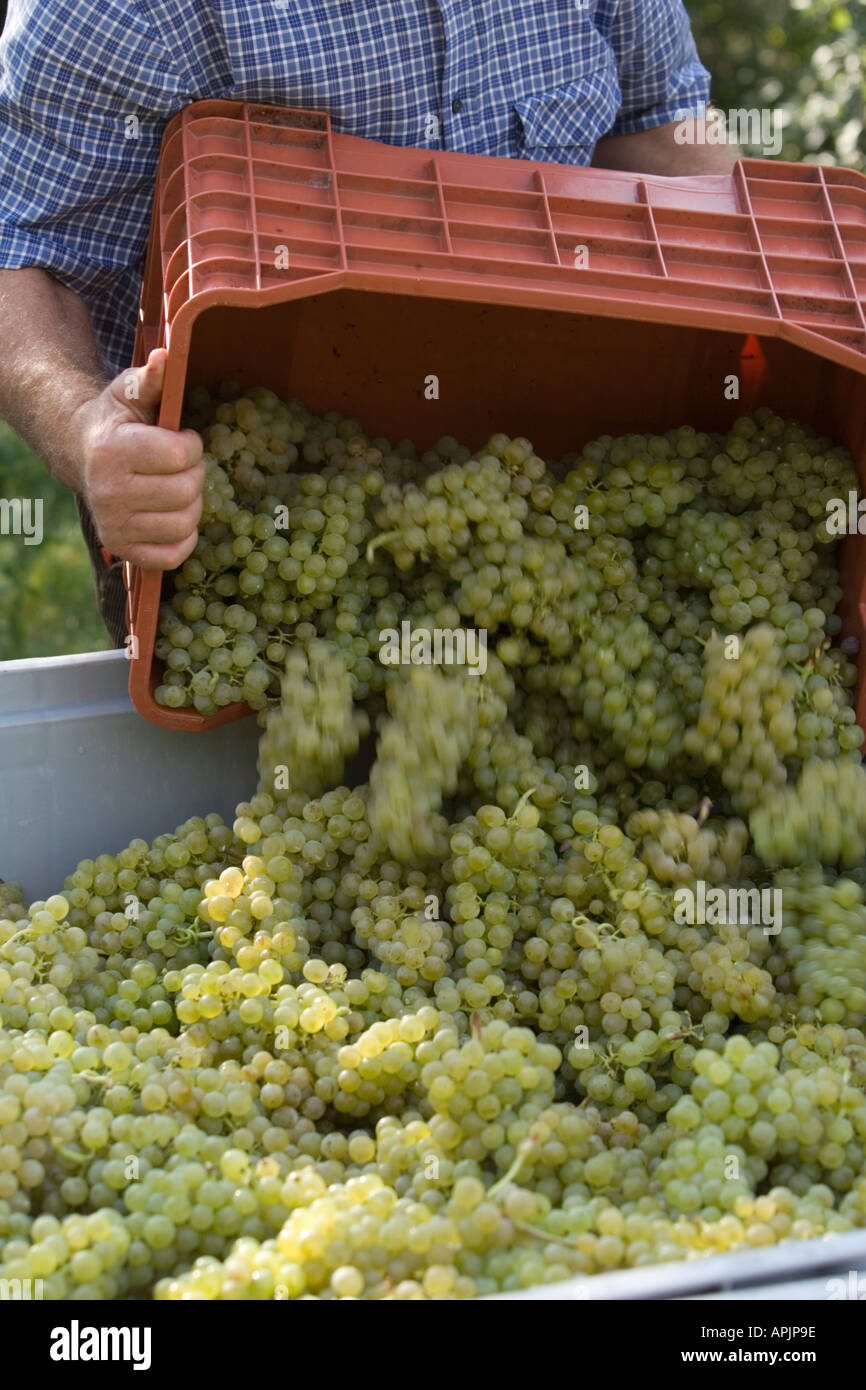 Grape harvest collecting white grapes in containers Stock Photo - Alamy