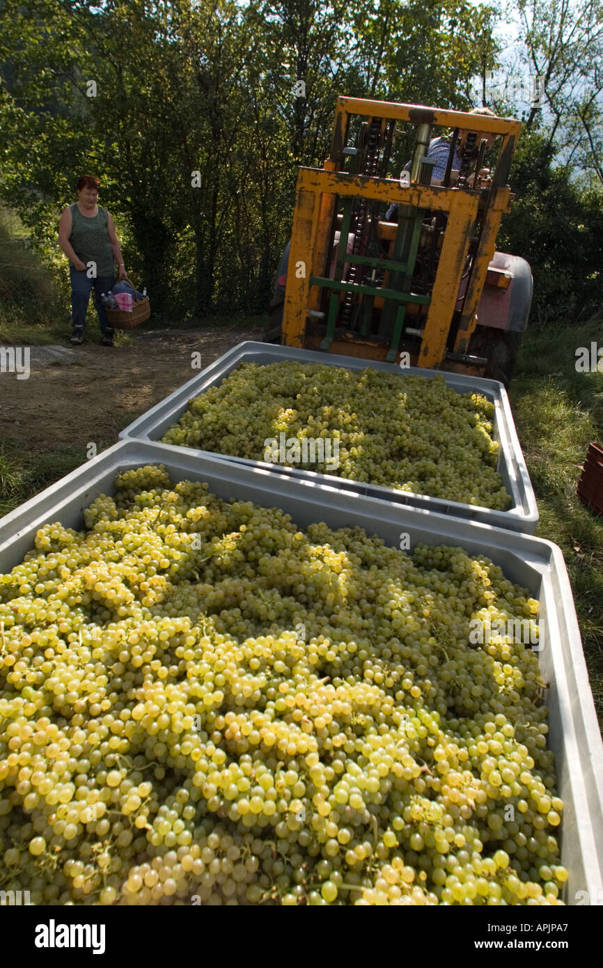 Grape harvest, collecting white grapes in containers with tractor, Alto ...