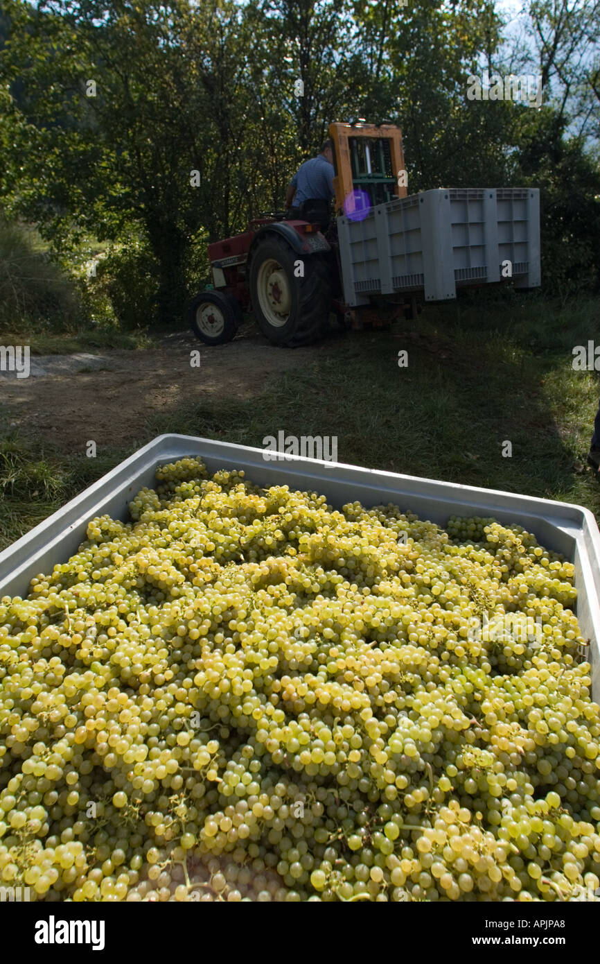 Grape harvest collecting italian white grapes in containers Stock Photo ...