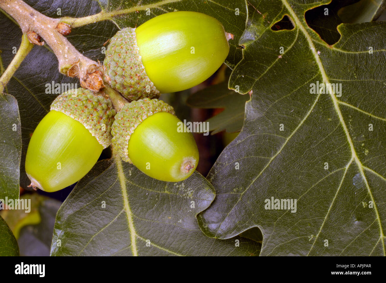 Green acorns close up quercus robur hi-res stock photography and images ...