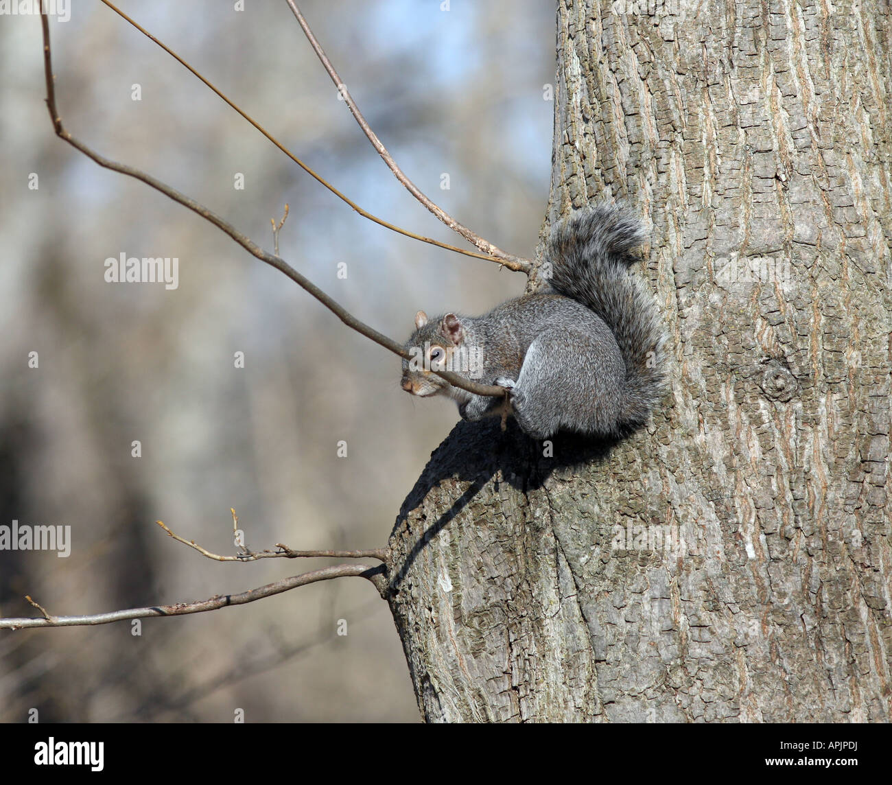 An American Gray Squirrel out on a limb Stock Photo - Alamy