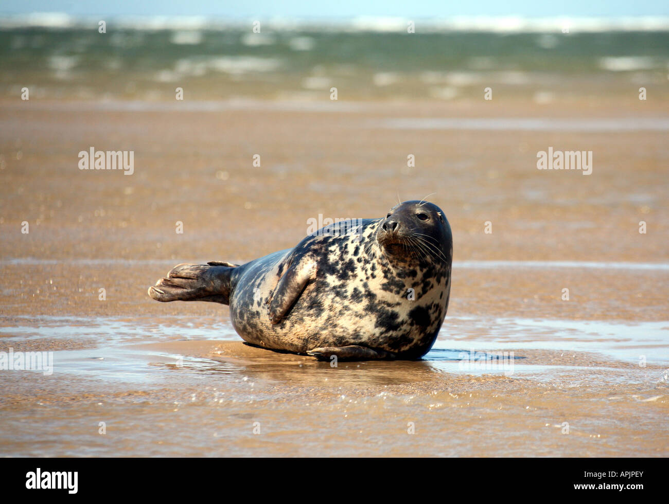 Common Seal basking in the sun at Cromer off the Norfolk Coast UK Stock ...