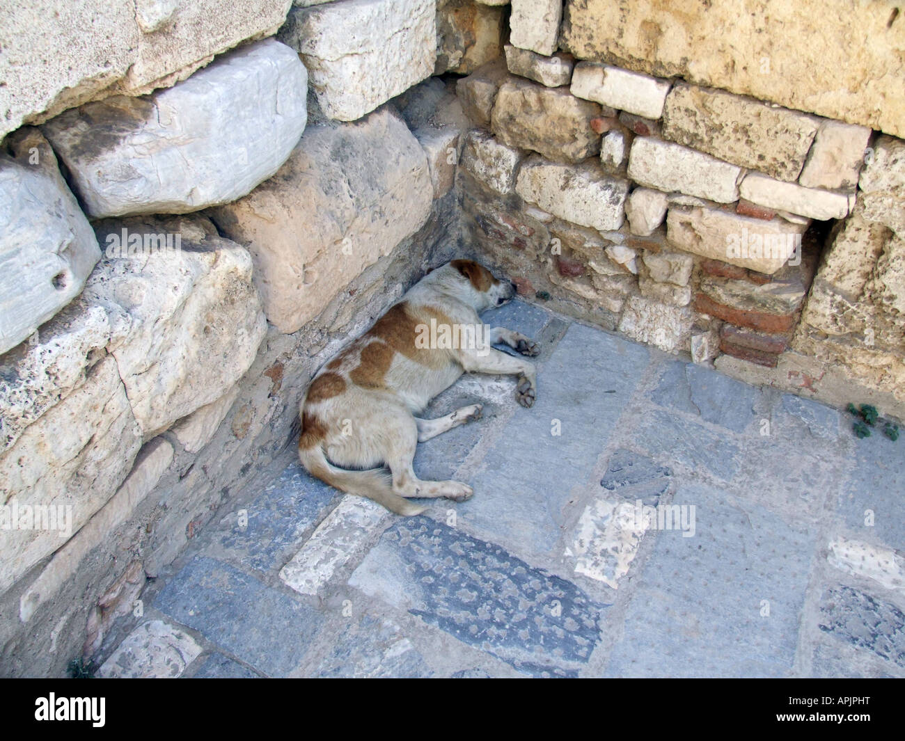 stray dog in athens greece Stock Photo - Alamy