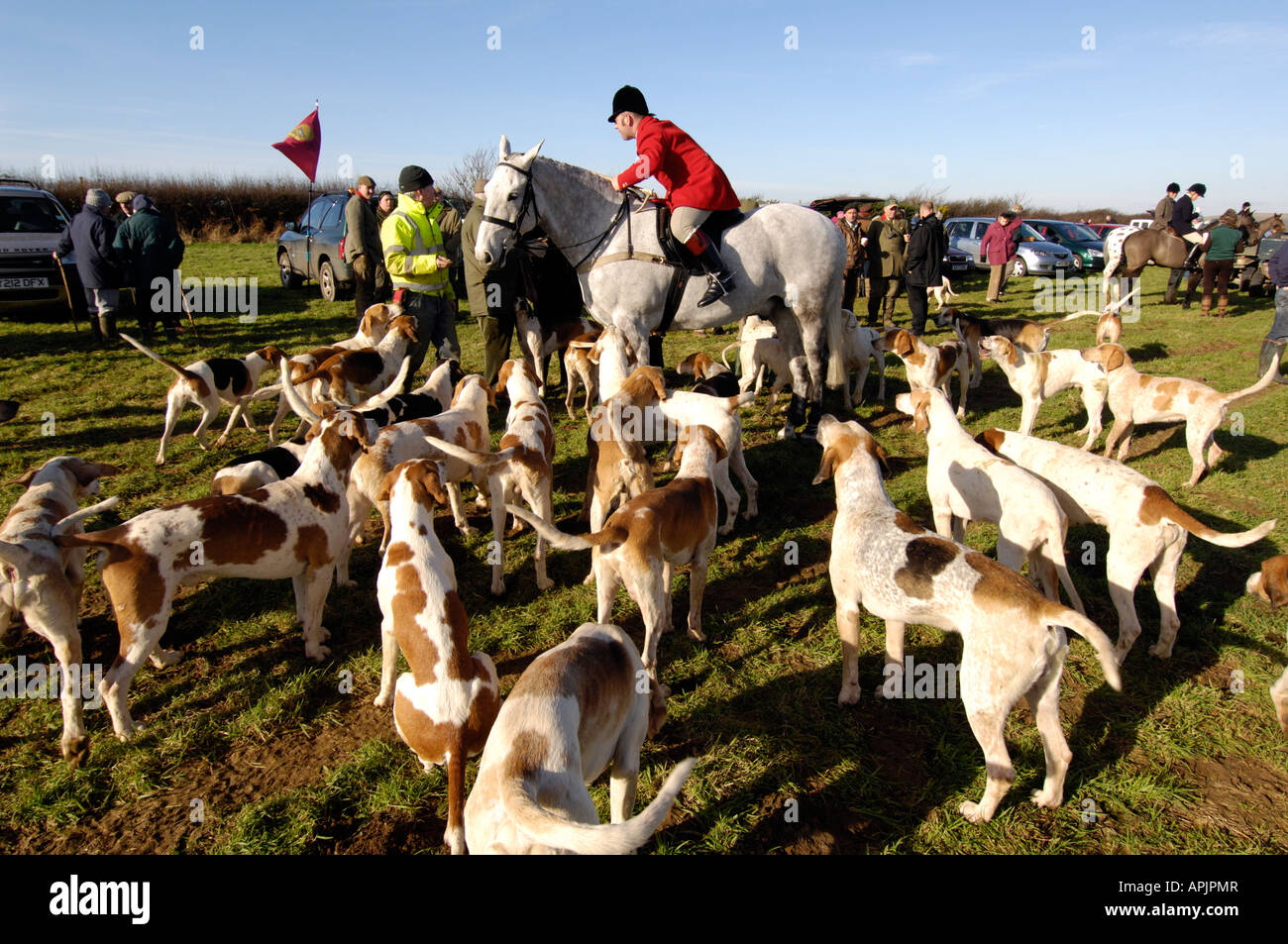 a huntsman with dogs hunting for foxes with hounds Stock Photo - Alamy