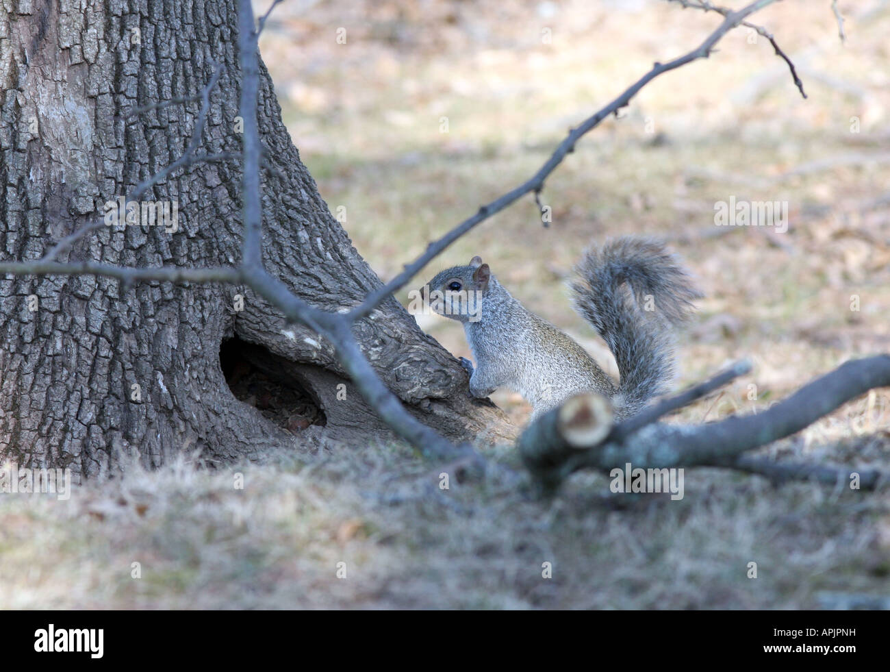 An American Grey Squirrel at the base of a tree Stock Photo - Alamy